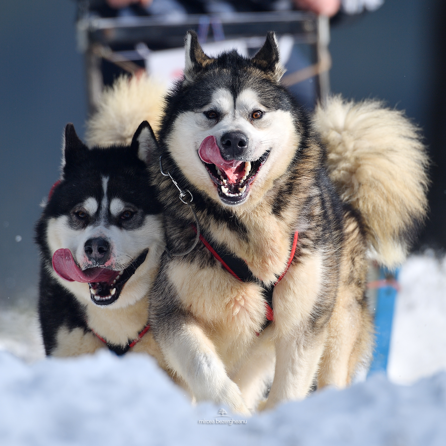 Fundătura Ponorului, fântâna Zânelor și cîinii cu ochi albaștri