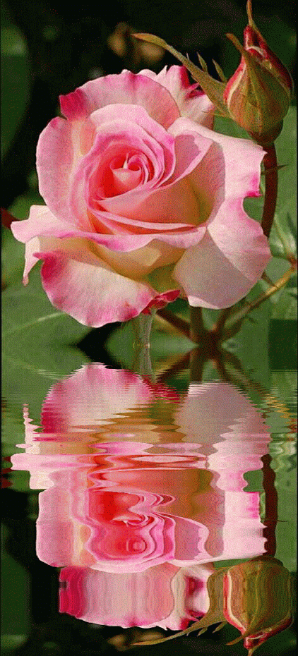 Decent Image Scraps Beautiful Rose