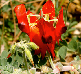 A Parenting Life: Flowers for Miss Cinders