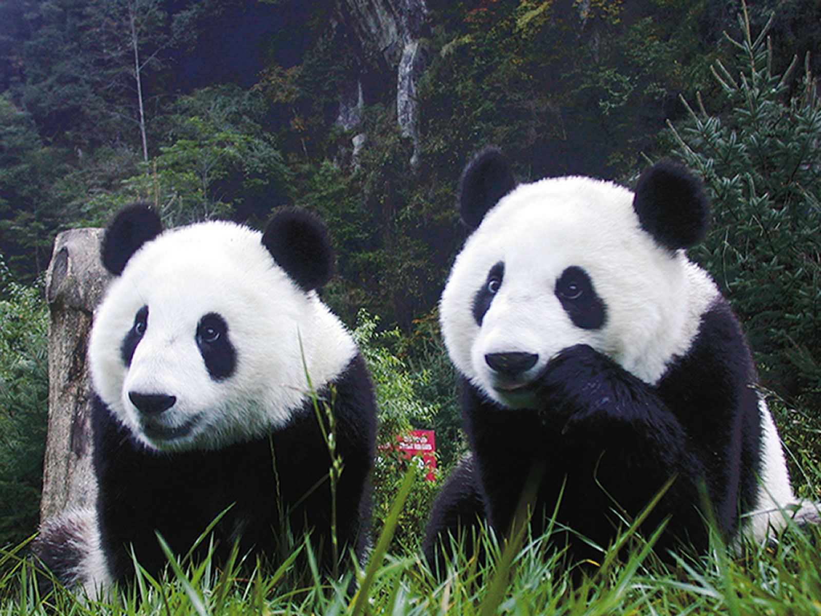 Animals of the world: Giant Panda