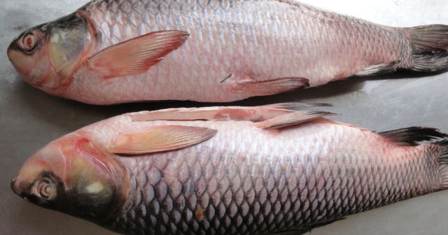 Rohu machhli khane ke fayde (Benefits of Rohu Fish). | Hinglishpedia