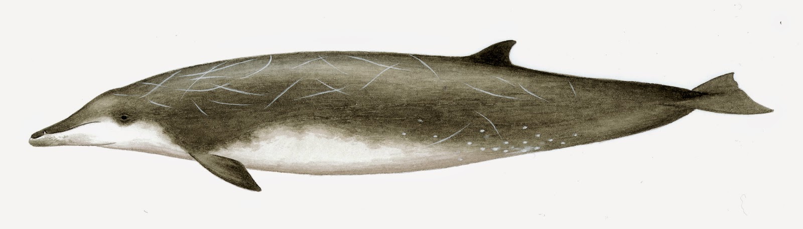 Drawings & Scientific Illustration of Nature, by Marcos Oliveira ...