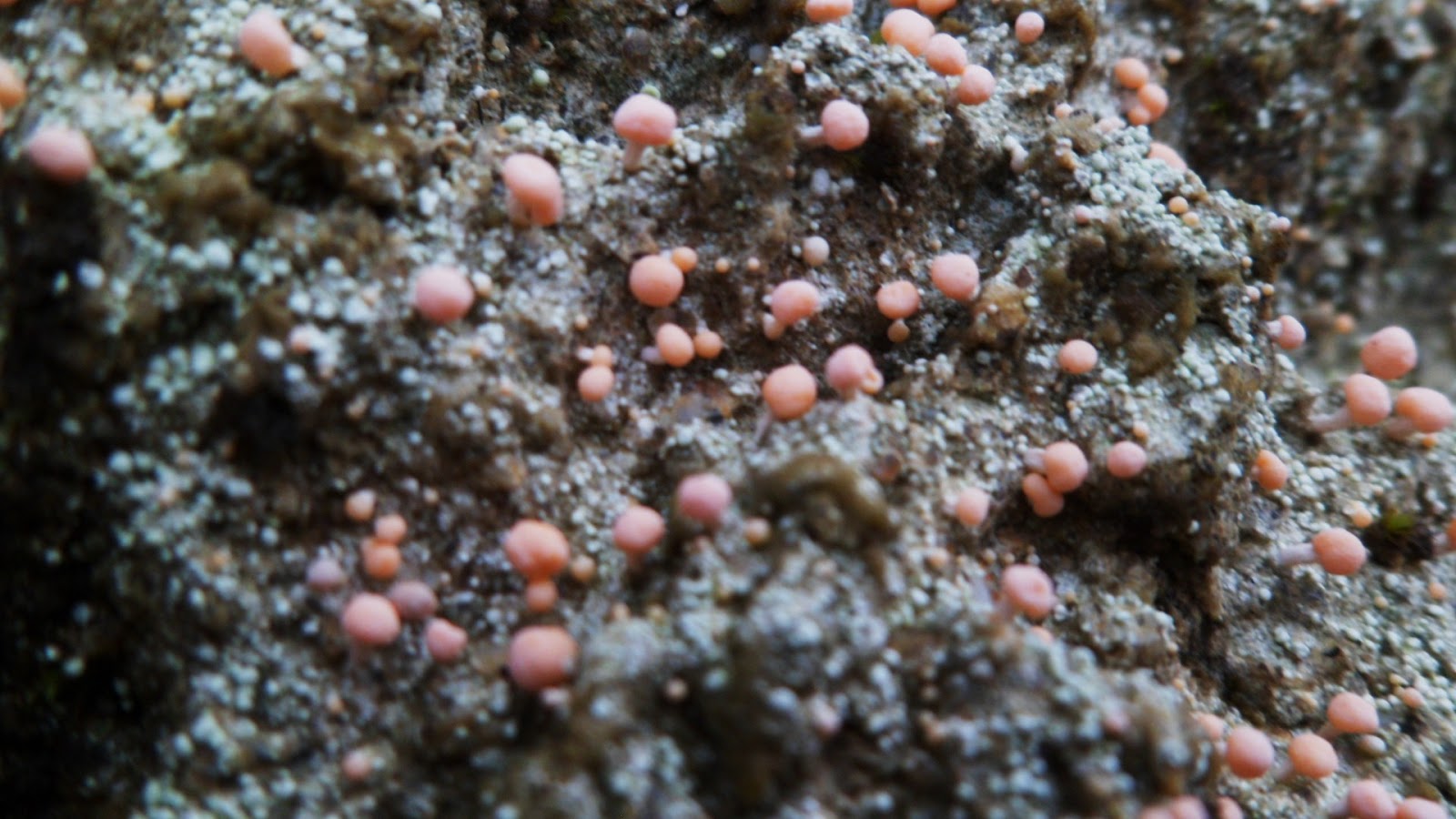 Un micólogo aficionado: Dibaeis baeomyces