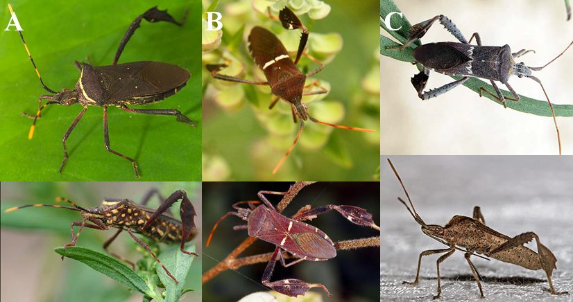 silahkan sms: Hama Jeruk: Kepik Kaki-Daun