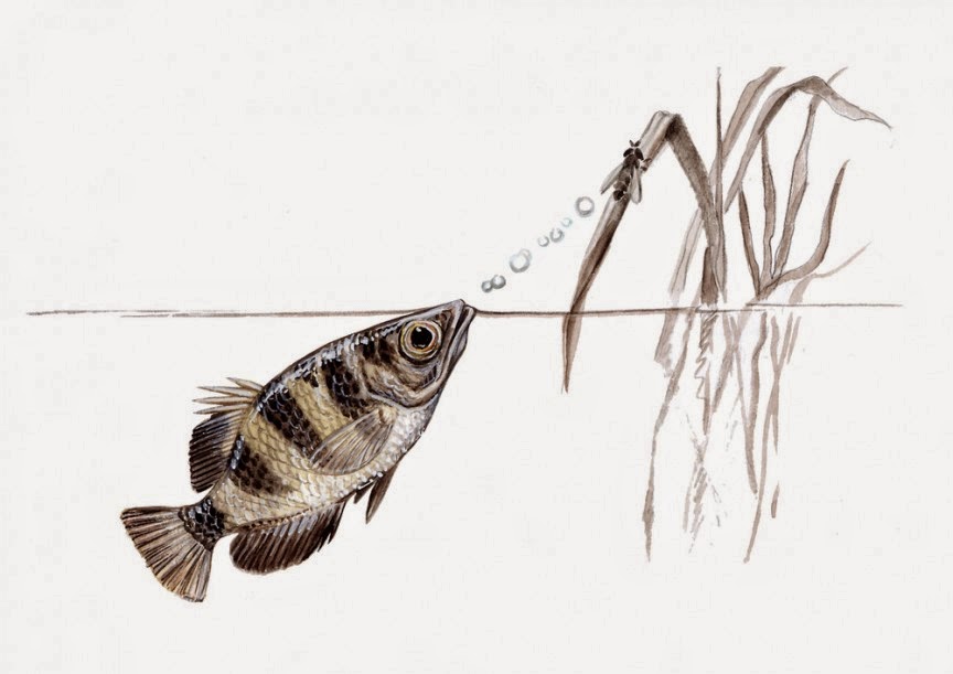 Archerfish Shoting – Green Arrow of the Sea