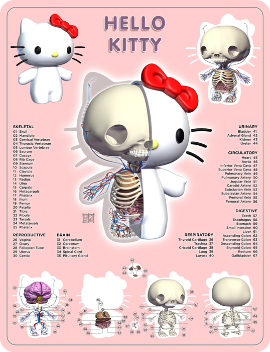 Hello Kitty's Anatomy | Hello Kitty Forever