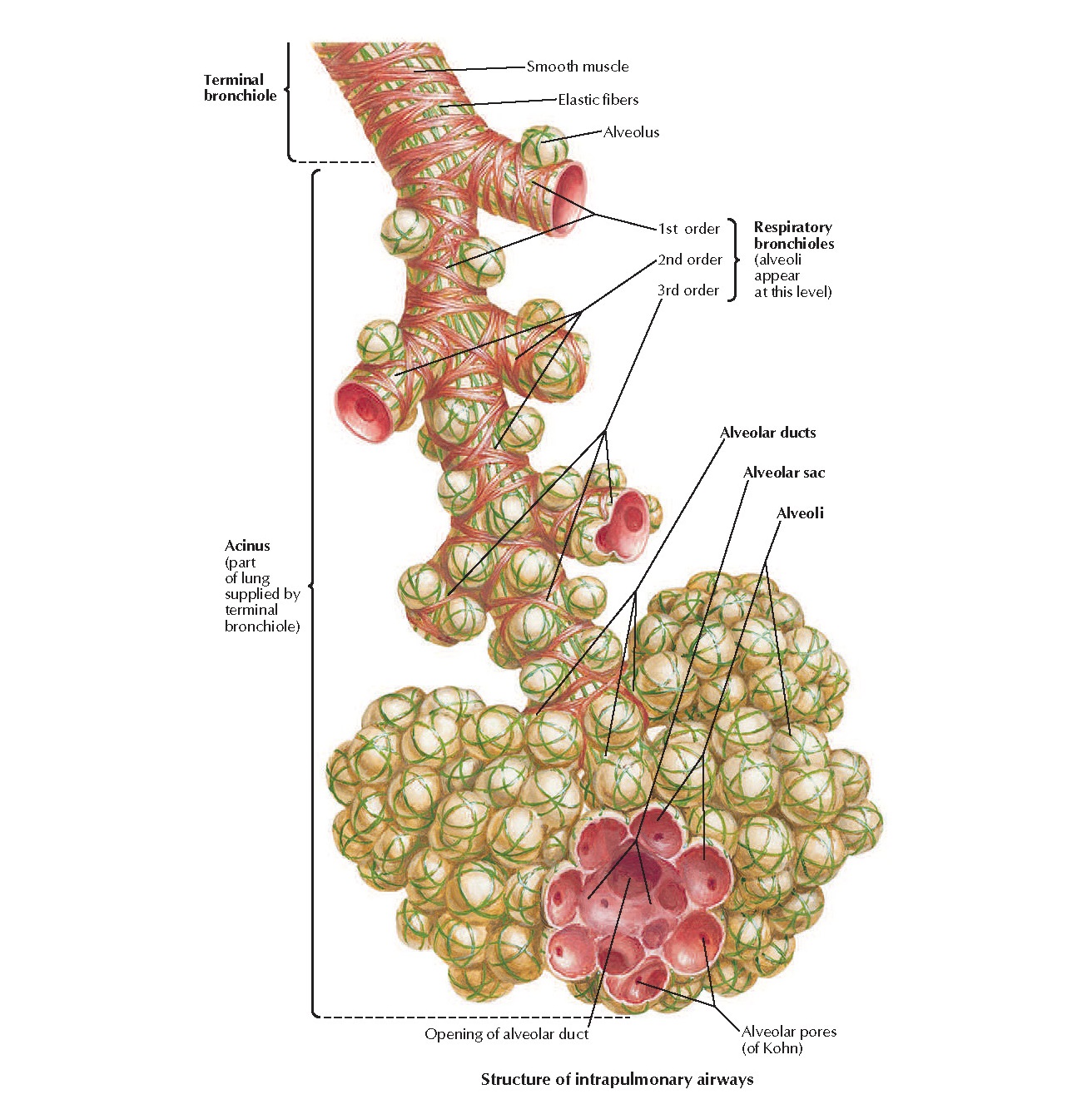 Intrapulmonary Airways: Schema Anatomy - pediagenosis