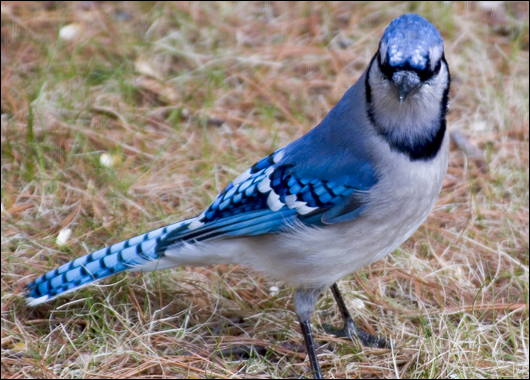 Animals And Birds: Blue Jay birds Profile & Pic`s 2011