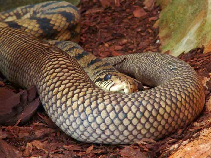 Le Monde des Animaux: Python améthyste