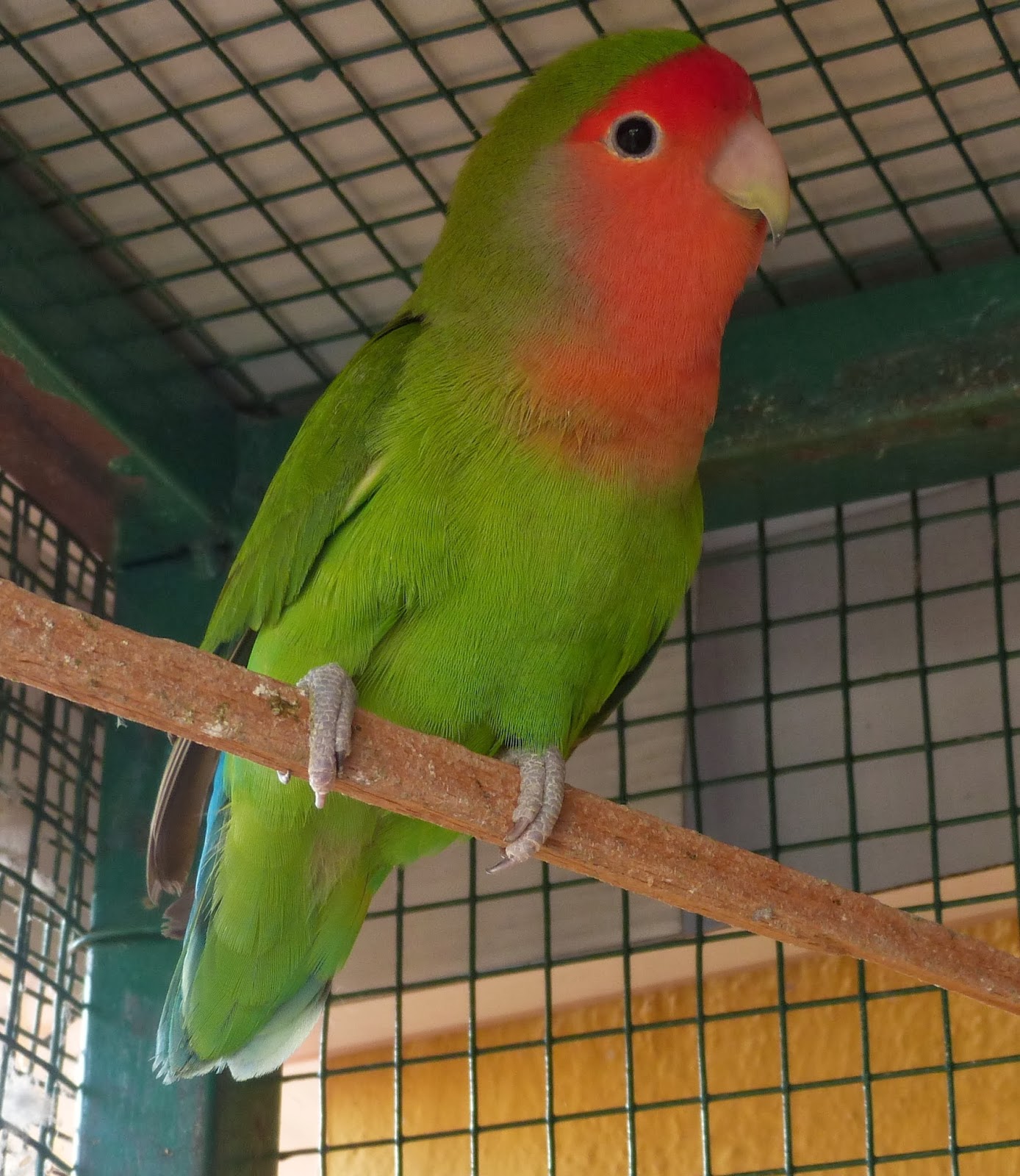 Bloom: African Love Birds