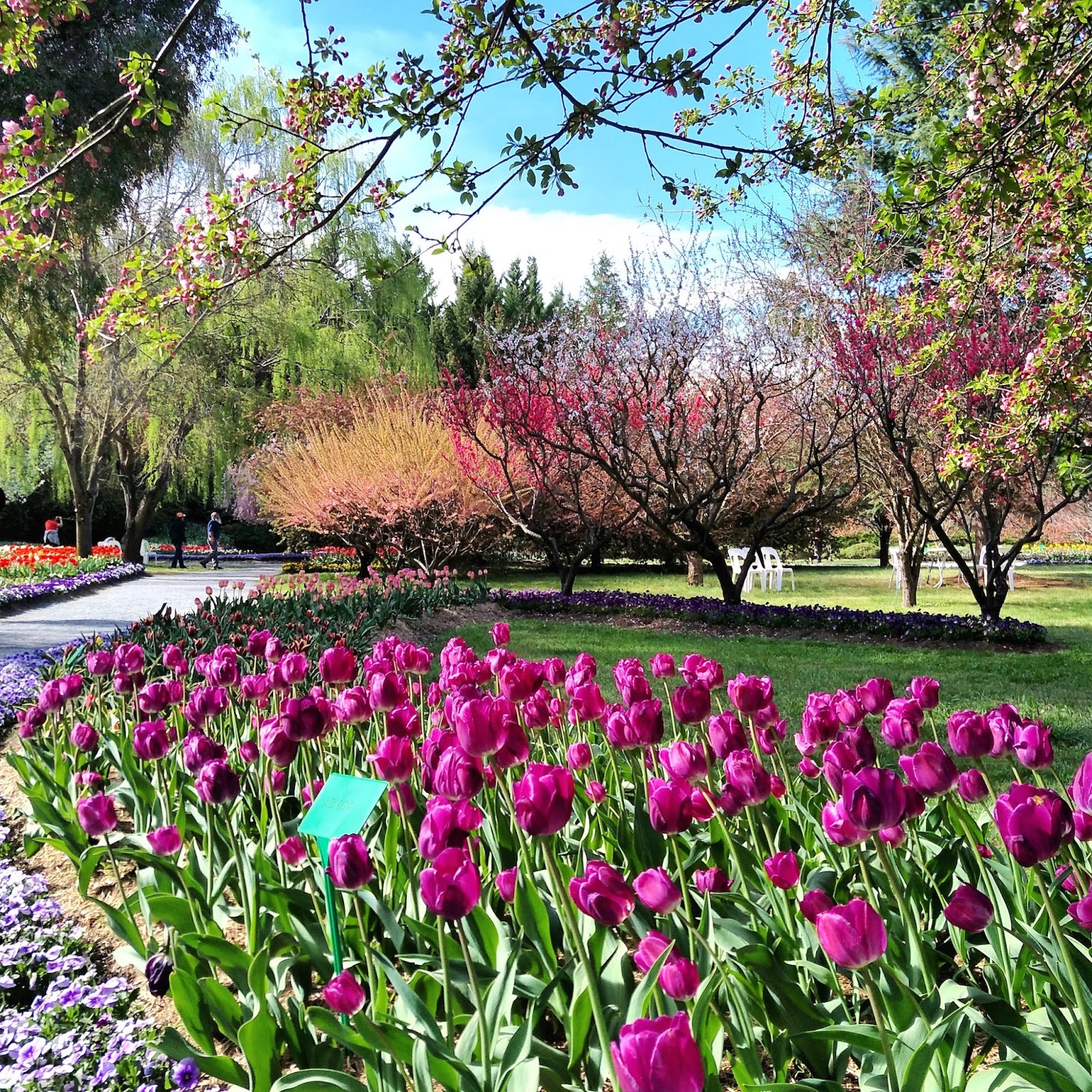 Cherry Blossoms - Tulip Top Gardens Canberra | Australia