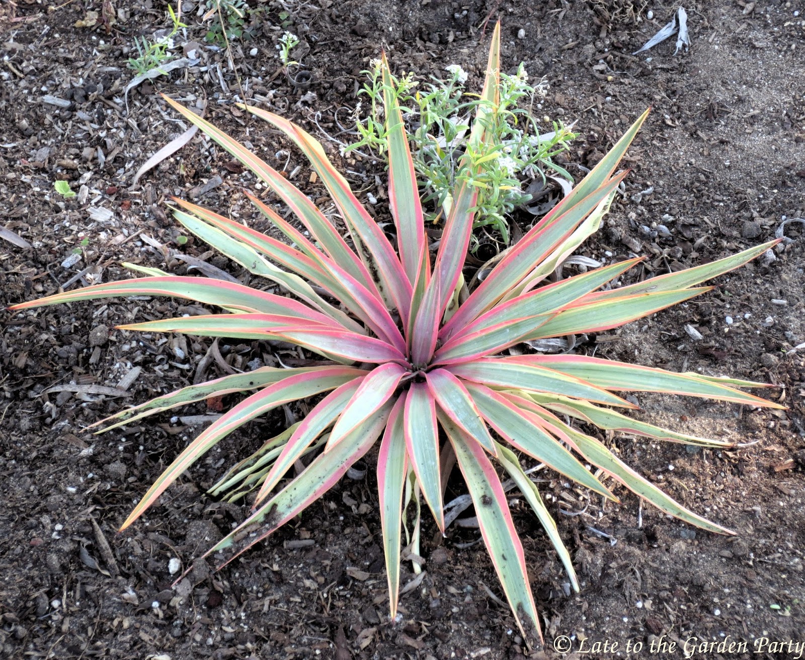 Late to the Garden Party: My favorite plant this week: Yucca 'Bright Star'