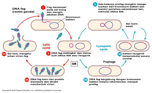 VIRUS - Ciri - ciri, Anatomi, Replikasi, dan Peranannya
