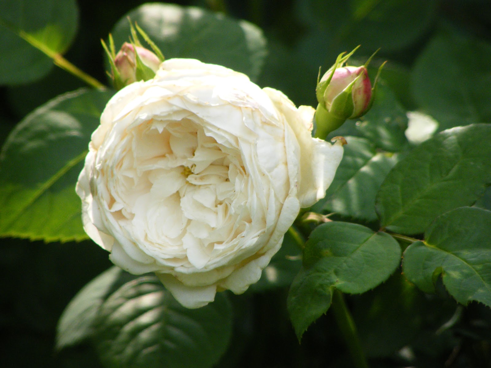 P O T A G E R: David AustIn Roses