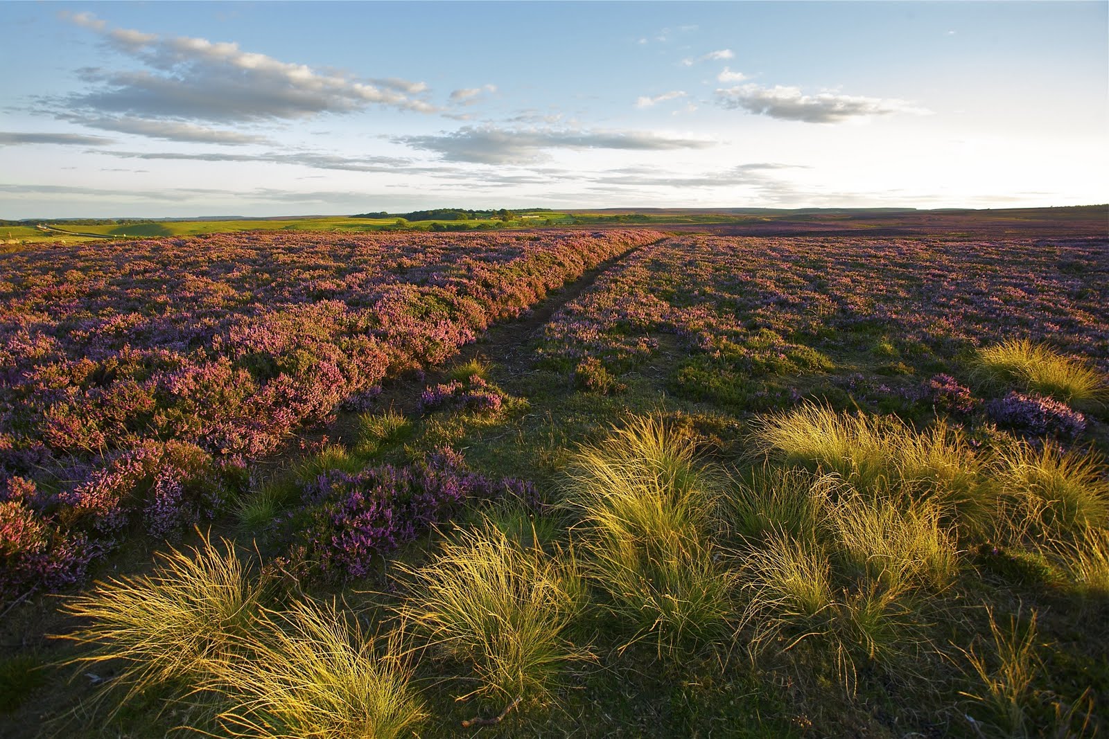 Prized moments...: Heathers in Full Bloom...