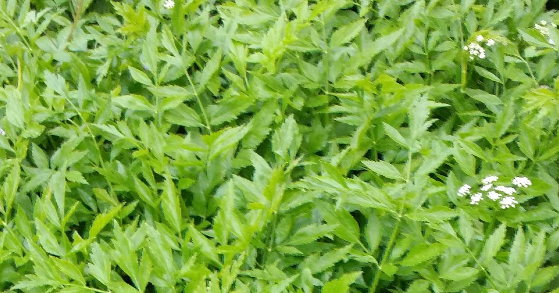 Warisan Petani: Pokok Selom