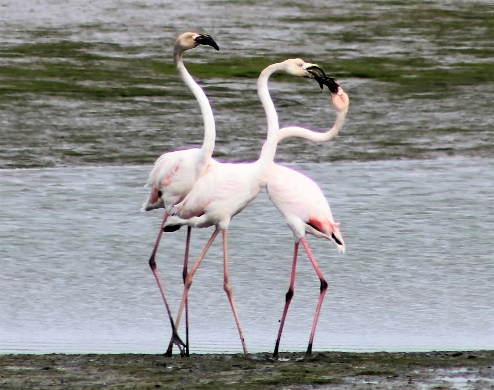 Imagens da vida animal: Flamingo-comum (Phoenicopterus roseus)