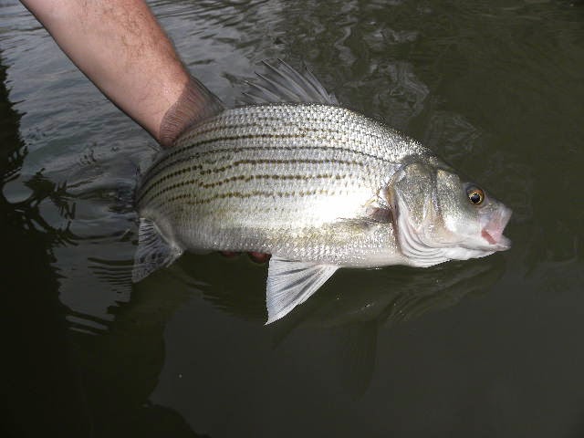 Plateau Journal: Consarnit! Them Fish are Bitin'!