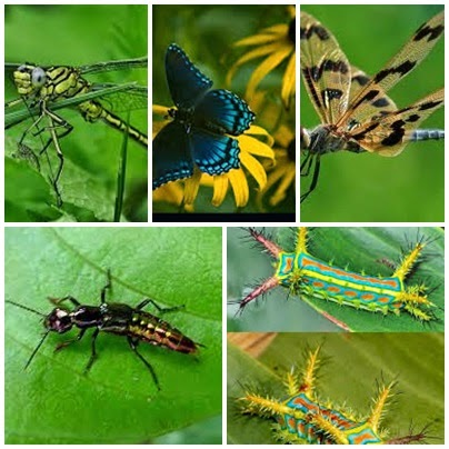 INSECTOS: Los insectos (Insecta) son una clase de animales ...