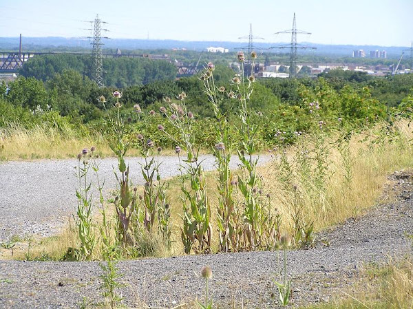 Heike Querbeet: Biotop-Exkursion