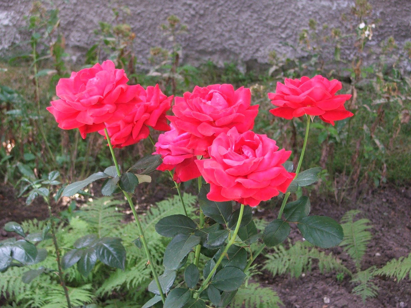 Köllő-bio-túra: Lánynevű virágok