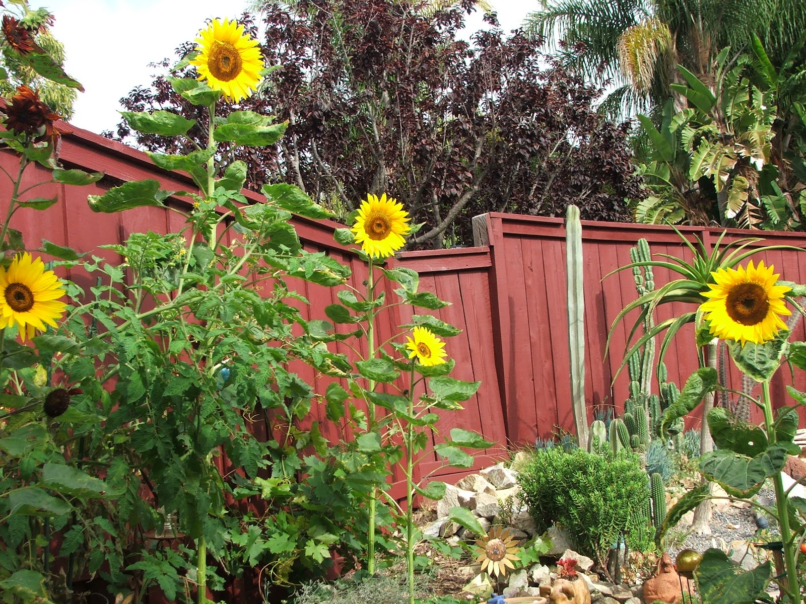 Garden and Bliss: Sunflower Heirloom Seeds