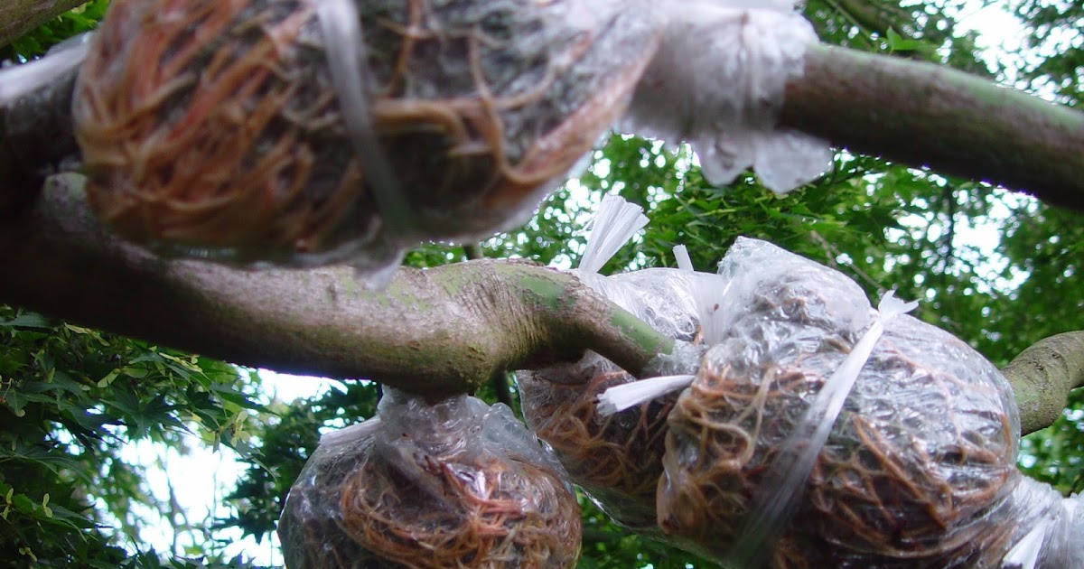 WHAT IS AIR LAYERING? |The Garden of Eaden