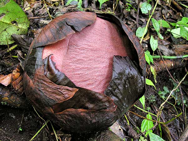 Riszky Nurseno: Rafflesia arnoldii bunga terbesar didunia