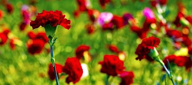 Dasar Bunga (Receptaculum atau Torus) ~ MUNAWI INSIDE