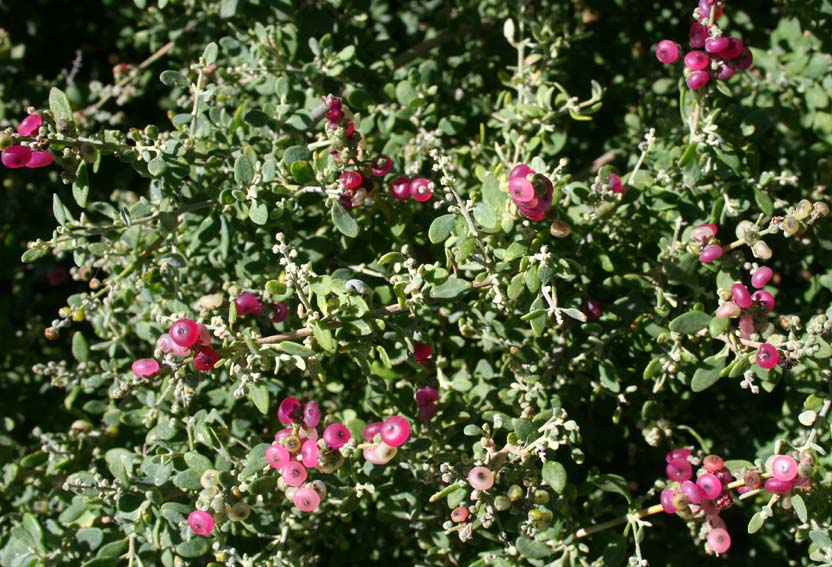 Toowoomba Plants: Hedge Saltbush