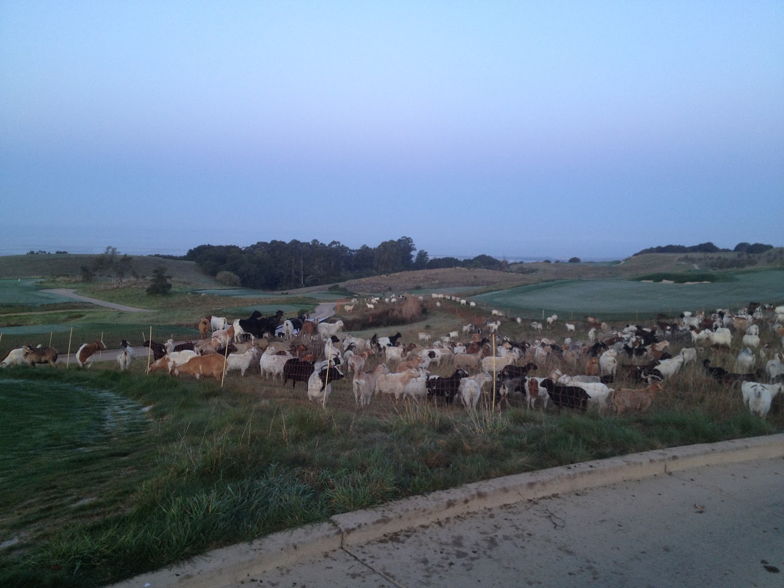 TPC Stonebrae Maintenance