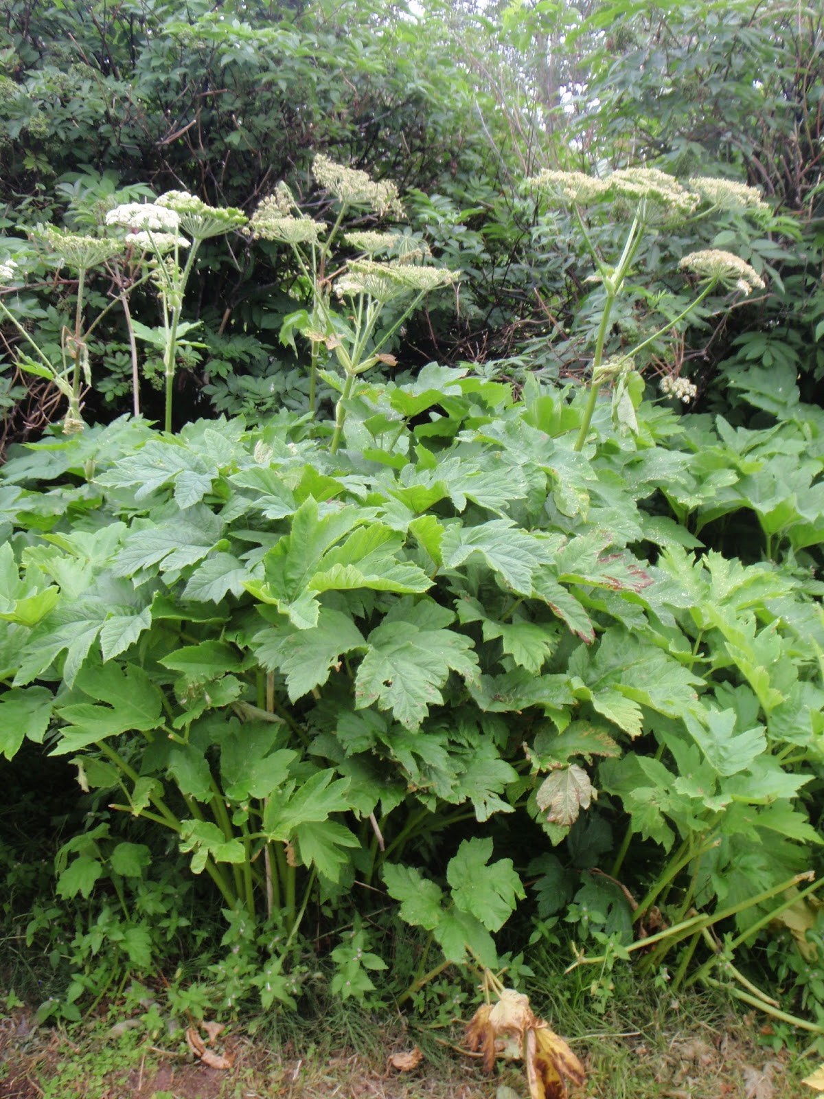 Sam Elliott, Gordon Setter. :My Very Own Puppy Blog!: So this is Pushki...