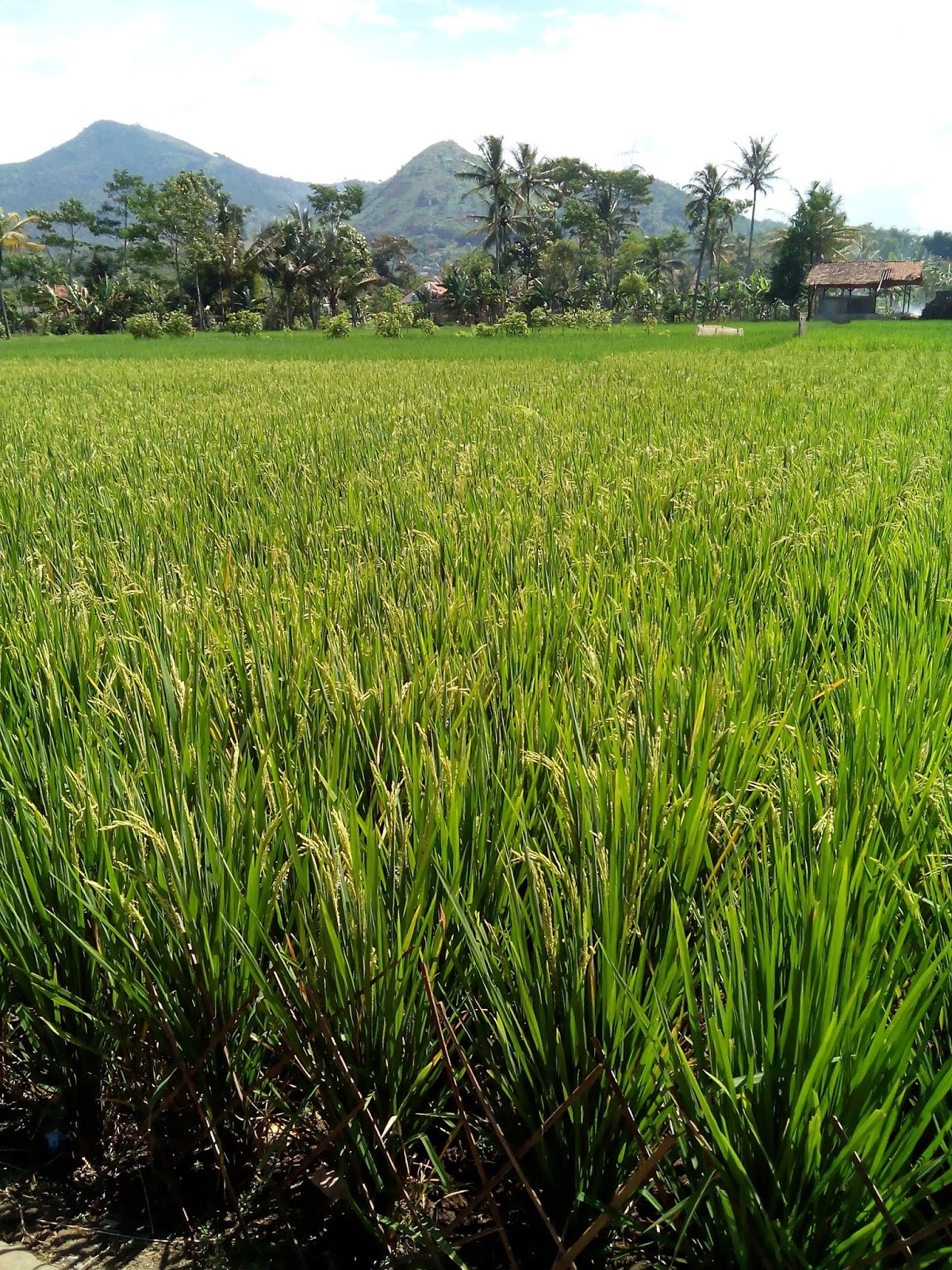 Foto Padi Sawah Segera Panen
