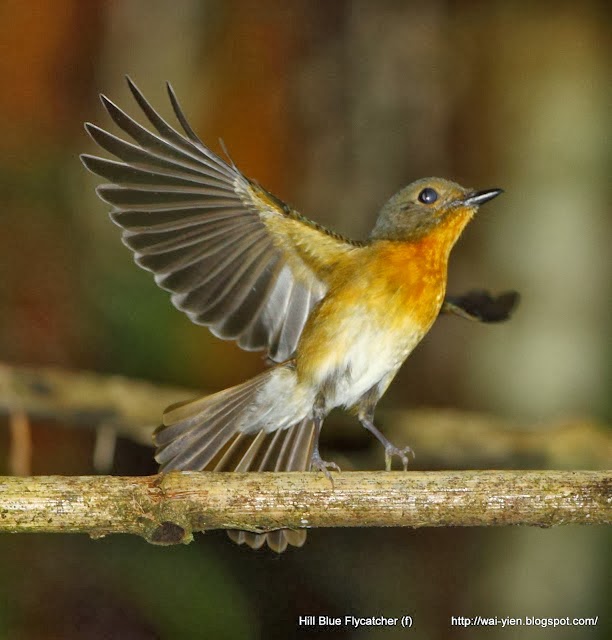 Download suara burung Tledekan / Ledekan - ARIE CELLULAR