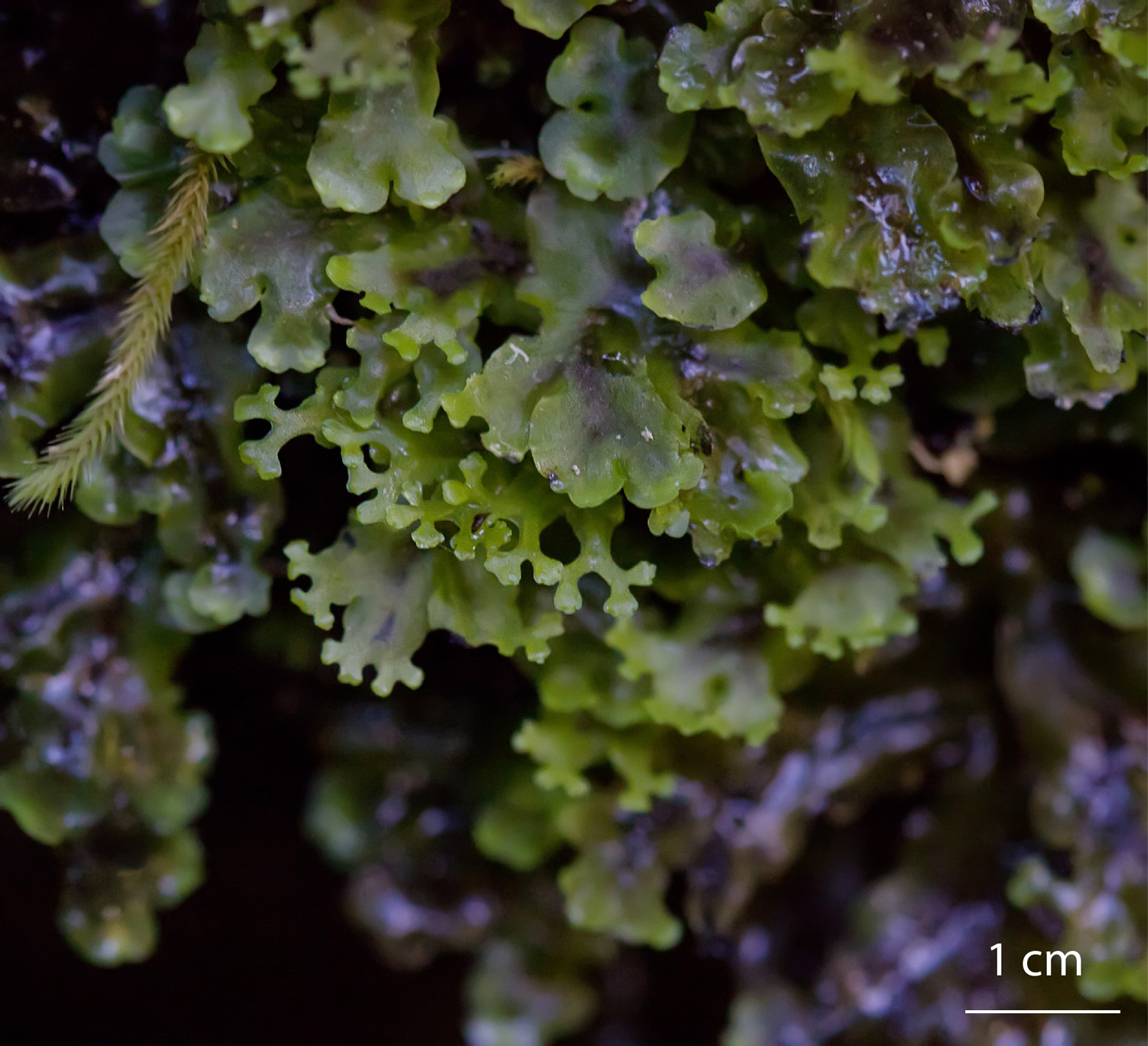 Proyecto Musgo: Pellia endiviifolia