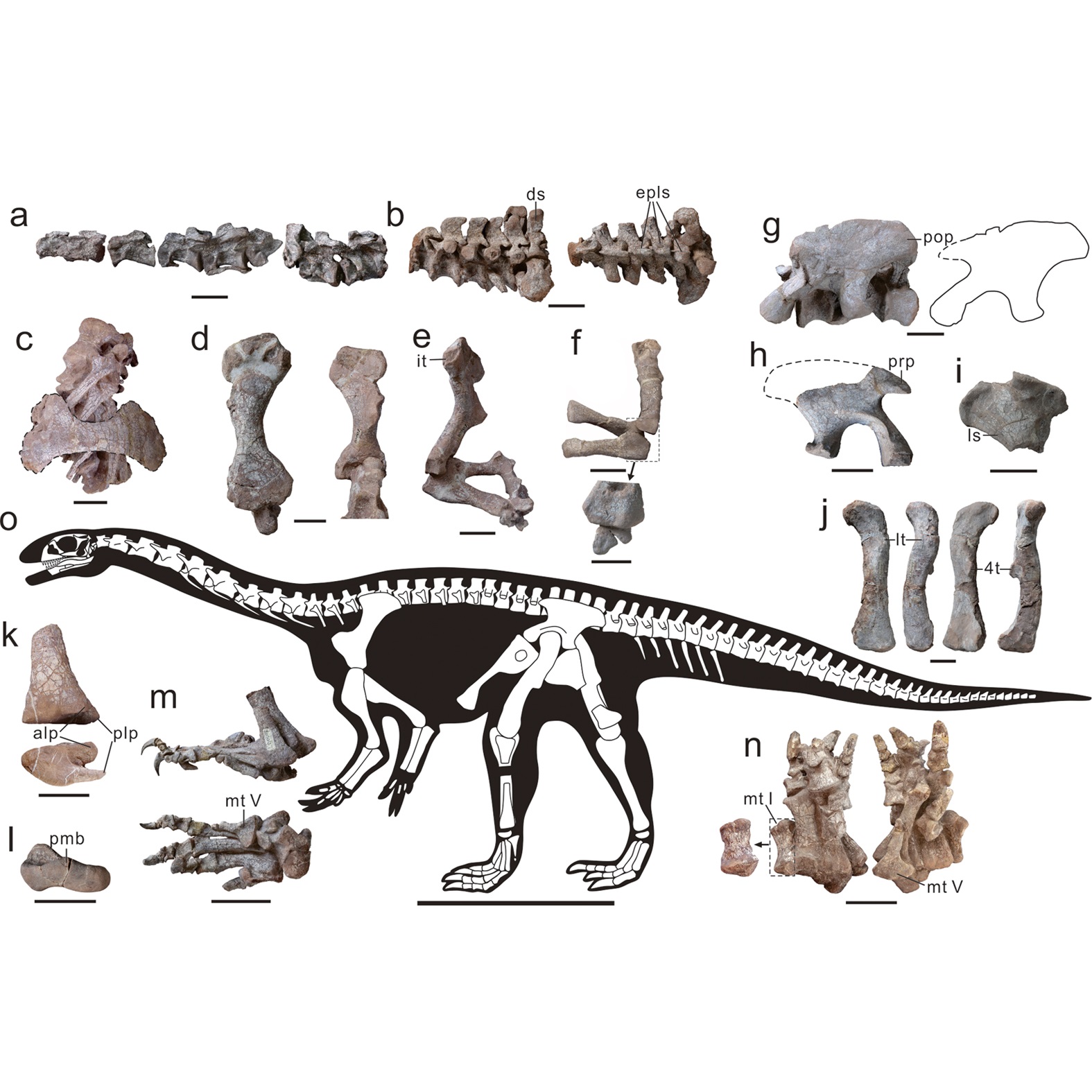 Species New to Science: [Paleontology • 2017] Xingxiulong chengi • A ...