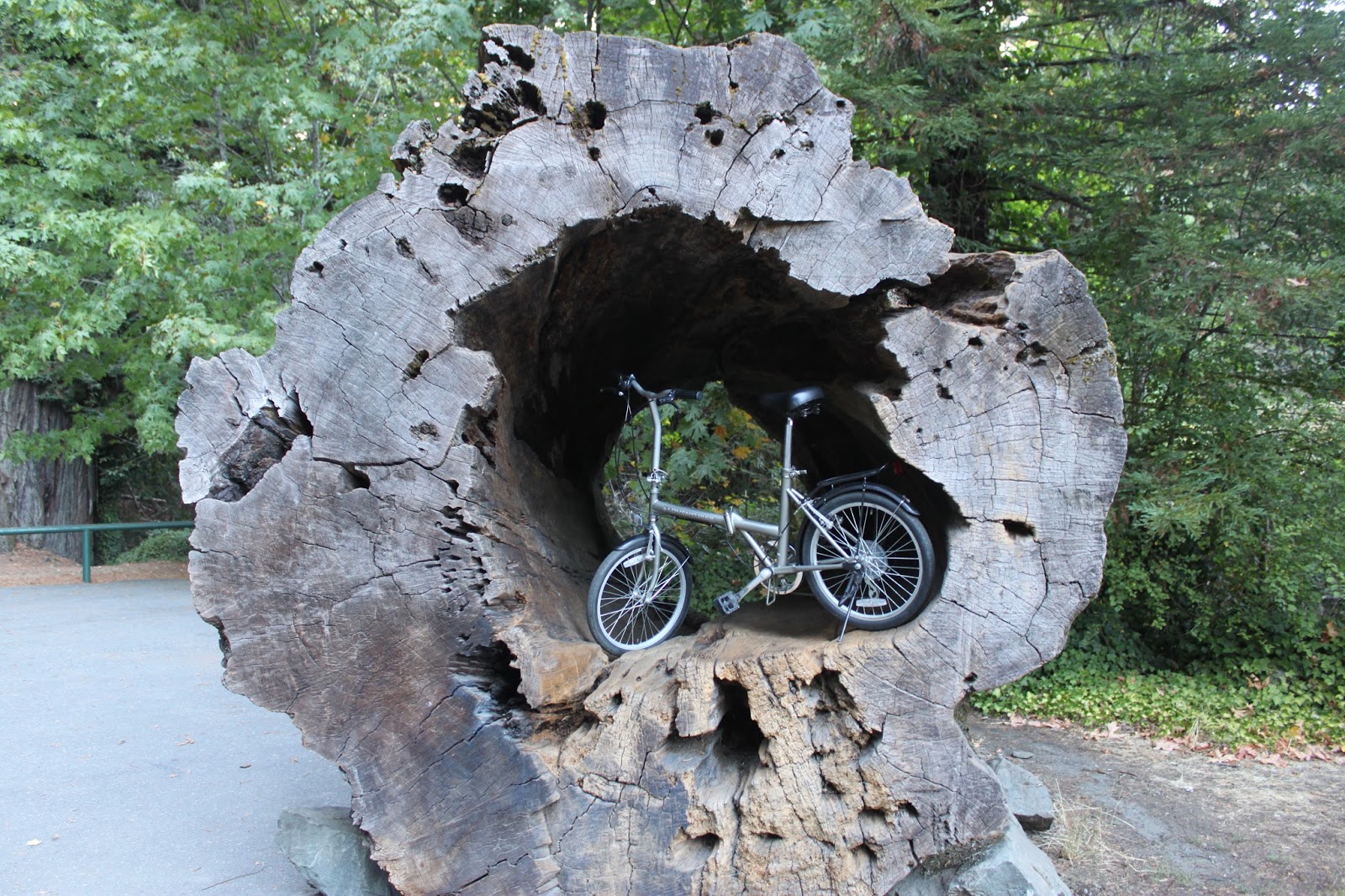 Lloyds of Felton: Immortal Tree