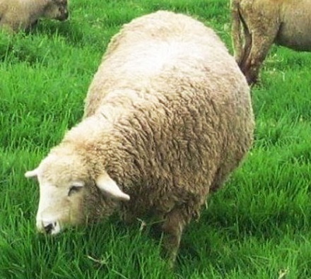 Jenis Domba Unggul Bisa Didapatkan Dengan Cara Ini | Gemar Ternak dan ...