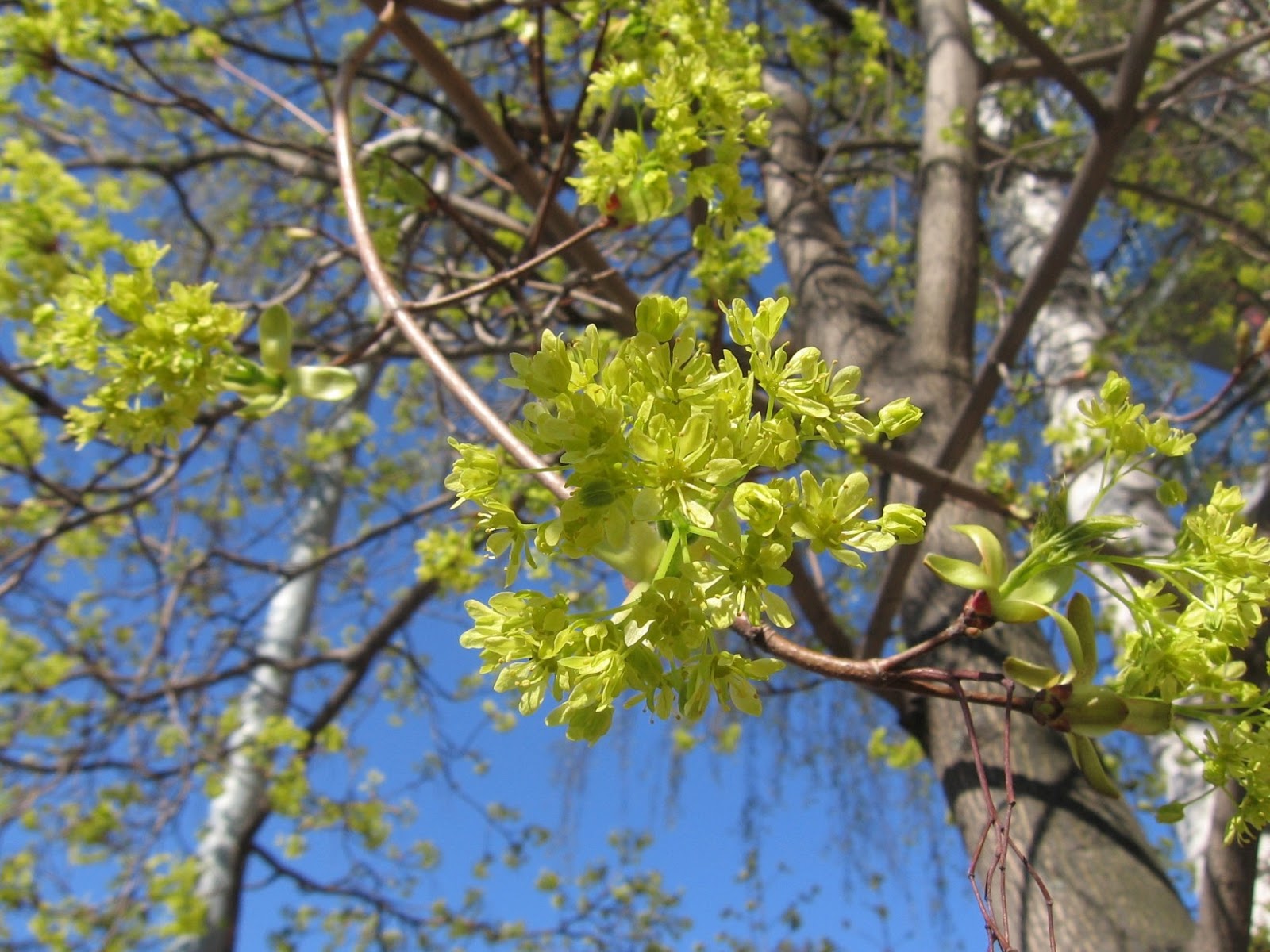 Retkiä kasvimaailmaan: Vaahtera