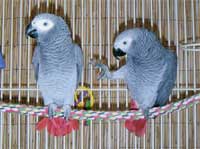 Piggy's Blog: Bird Cancer