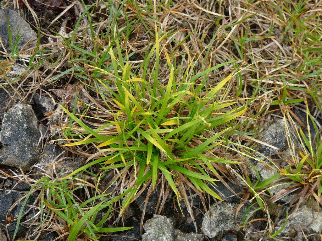 I Love Arnside & Silverdale: Angular Solomon's Seal & Birdfoot Sedge ...