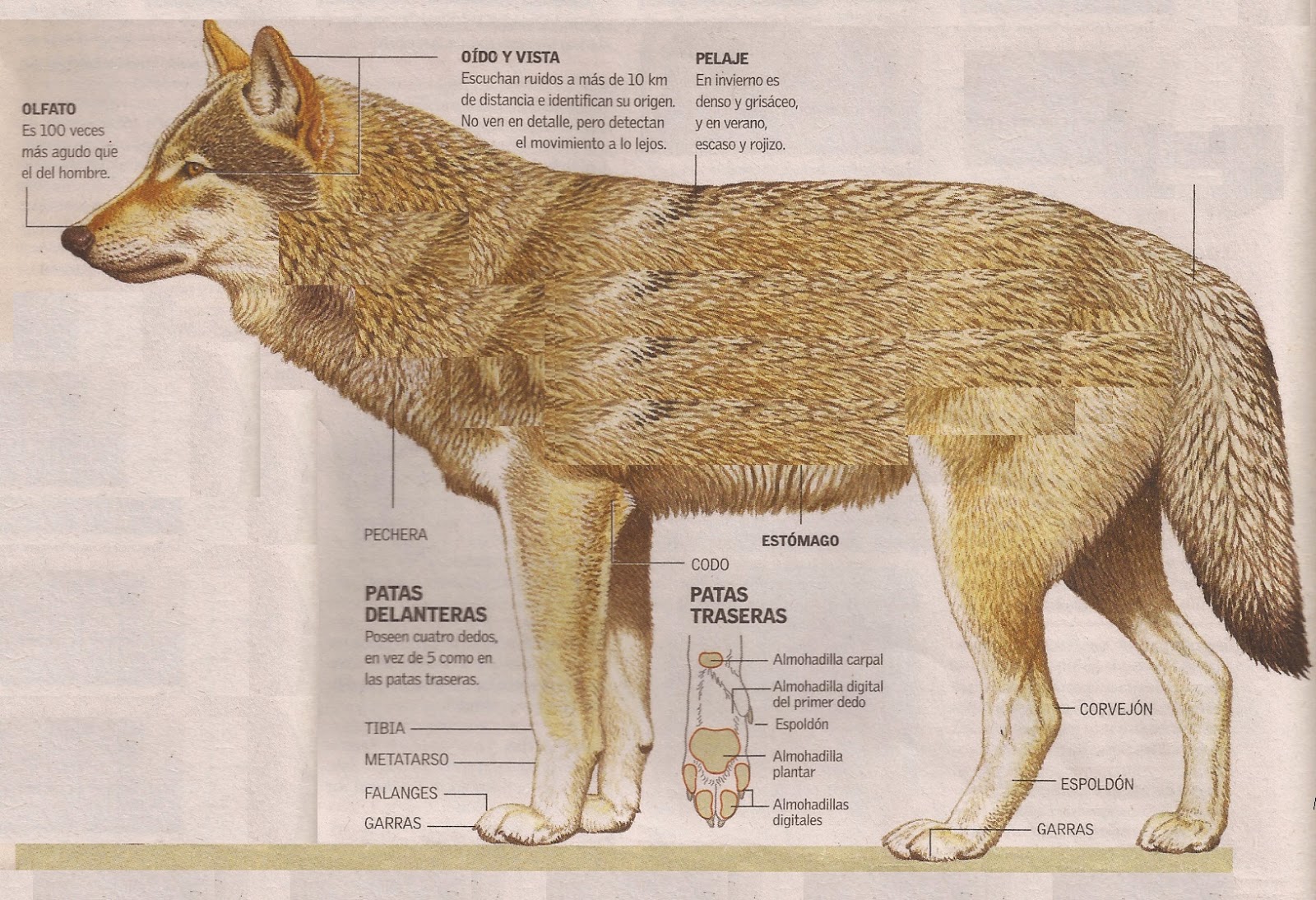 El blog de 2ºA y 2ºB: Proyecto LOBOS: Partes del cuerpo (segunda parte)