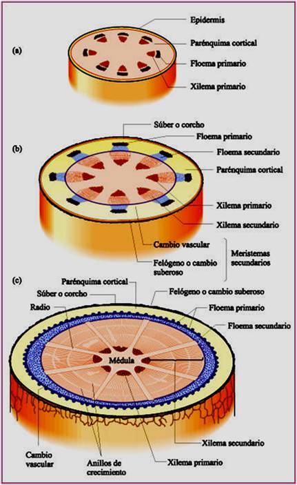 BIOLOGÍA: TEJIDO DE CRECIMIENTO O MERISTEMAS