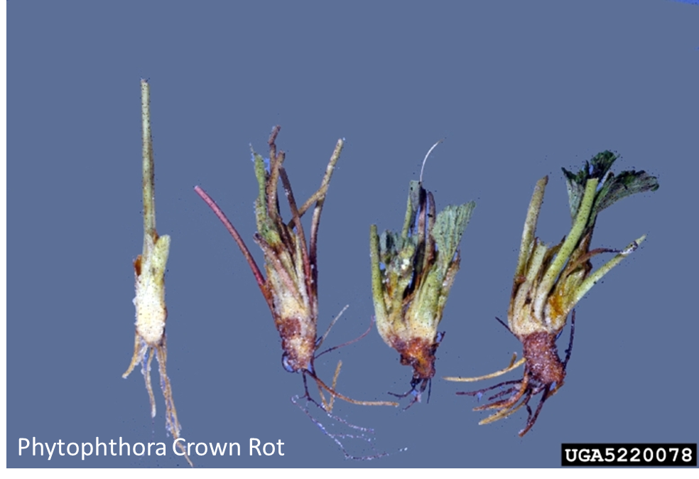 Uk Diseases Of Fruit Crops And Ornamentals Crown Rot Of Strawberry