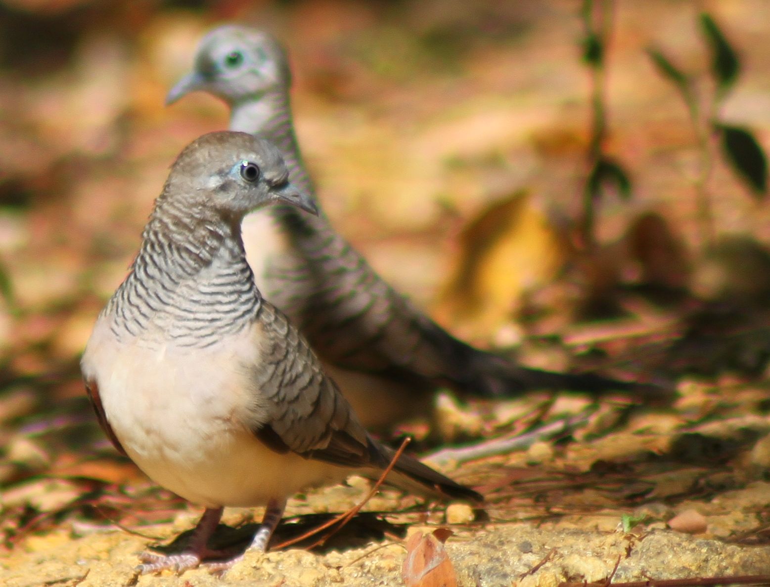 Richard Waring's Birds of Australia: 2011 Bird Photos - 299 species