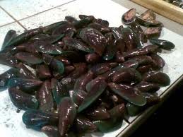 Pinoy - Negosyo - Techs: Green Mussel (Tahong) Culture