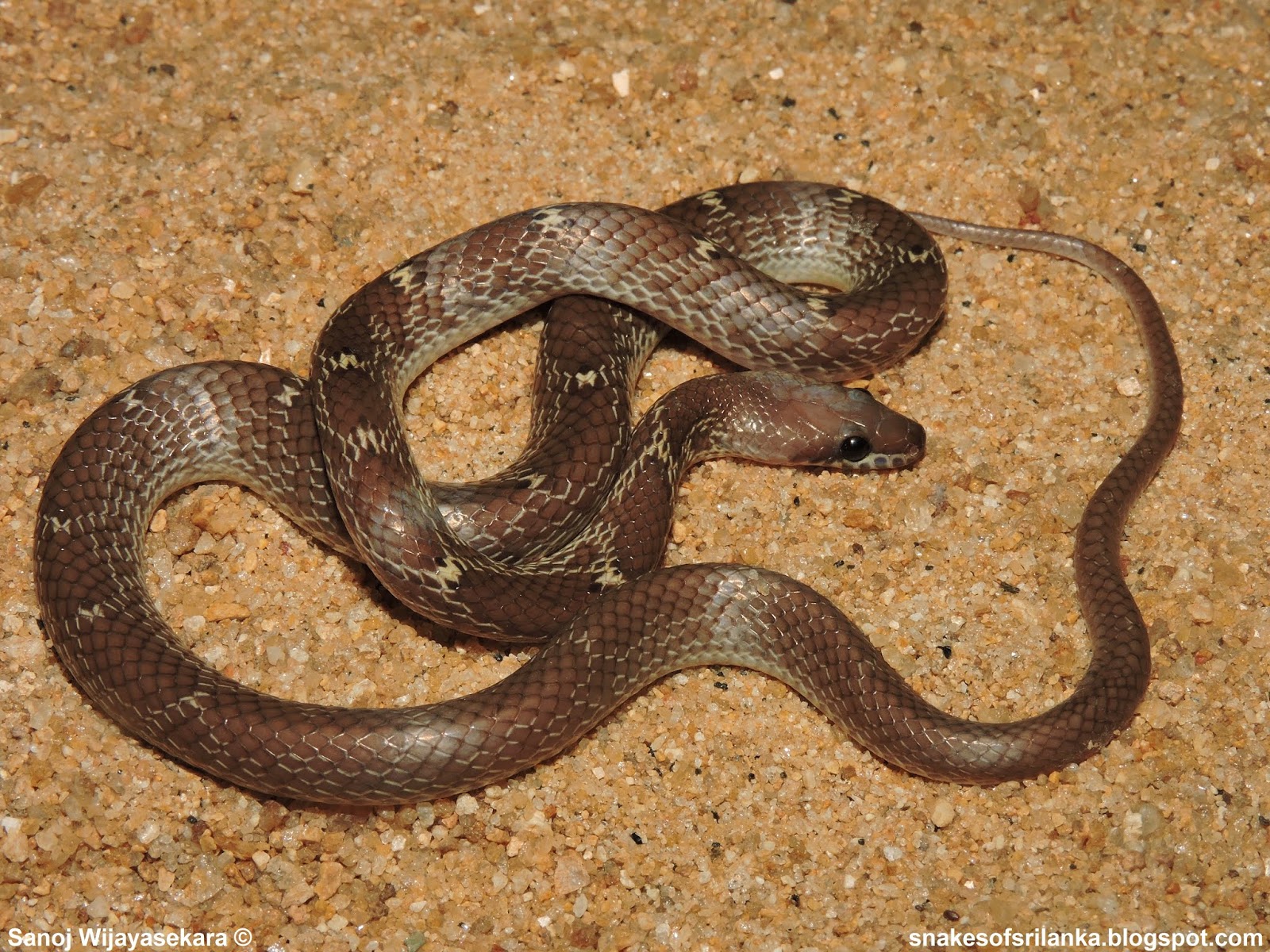 Flowery Wolf Snake/මල් රදනකයා (Lycodon anamallensis-Günther, 1864)