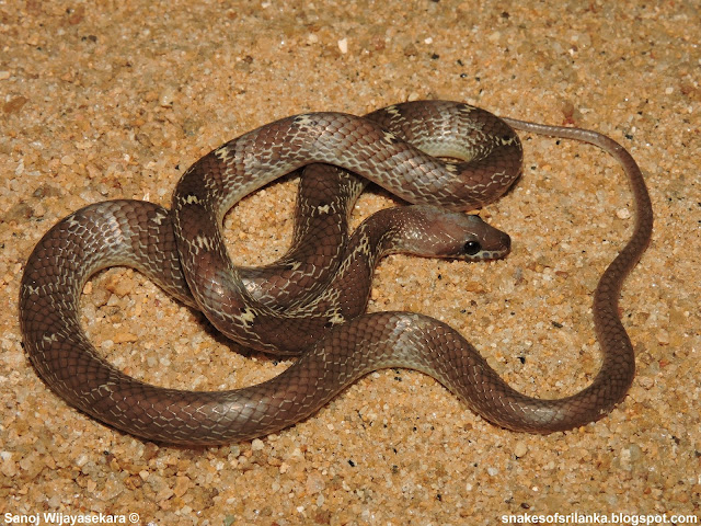 Flowery Wolf Snake/මල් රදනකයා (Lycodon anamallensis-Günther, 1864)