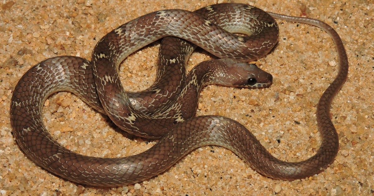 Flowery Wolf Snake/මල් රදනකයා (Lycodon anamallensis-Günther, 1864)