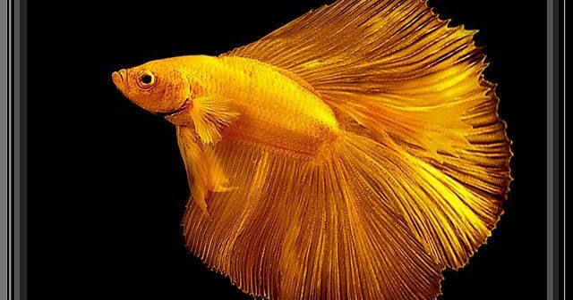 yellow fish